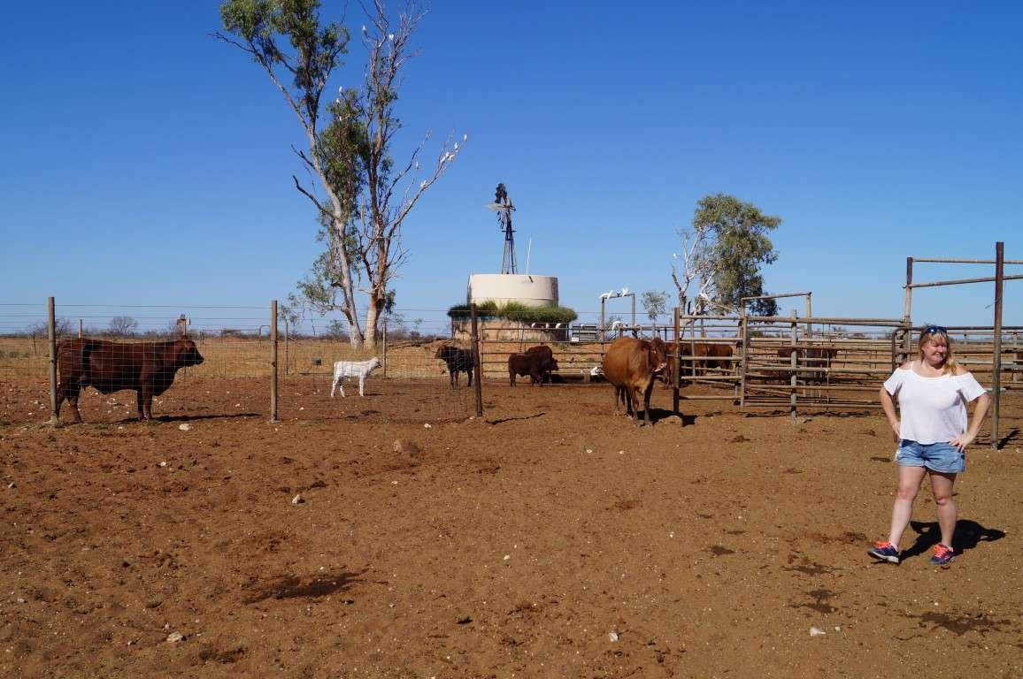 Working on a Cattle Station - Fulltime Caravanning